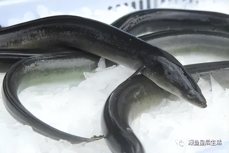 Let's have a Kabayaki eel party at home! - iNEWS