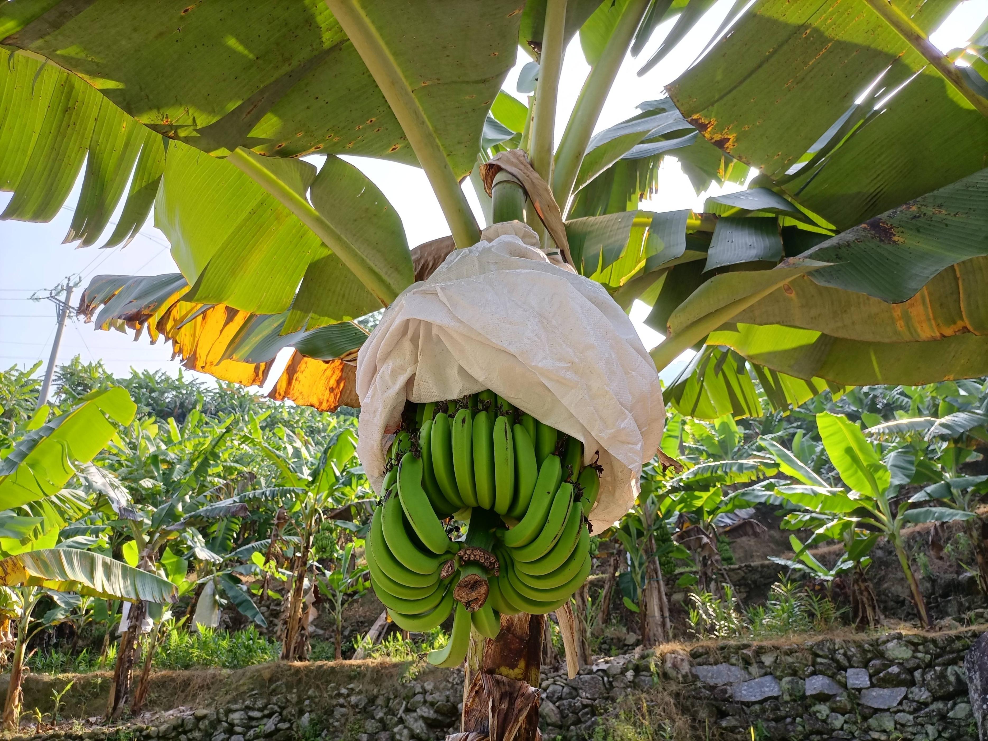 The top five rankings of the most delicious bananas in China, see if ...