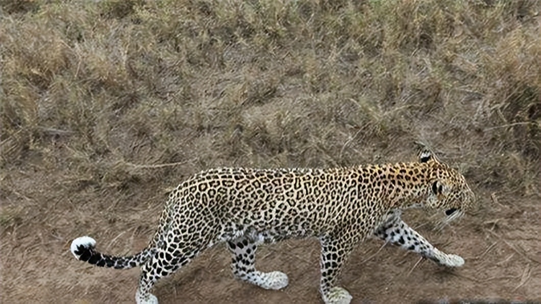 Zanzibar leopard becomes a rare species living only on the main island of the Bar Archipelago ...