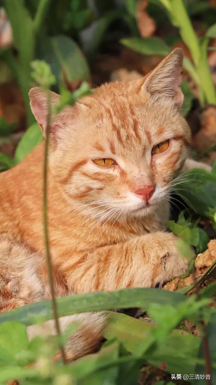 What distinguishes the Chinese pastoral cat from other foreign pet cats ...