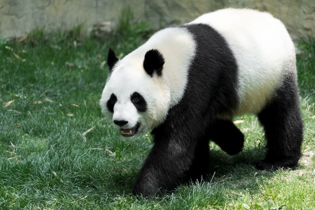 Chinese alligator and South China tiger are unique protected animals in ...