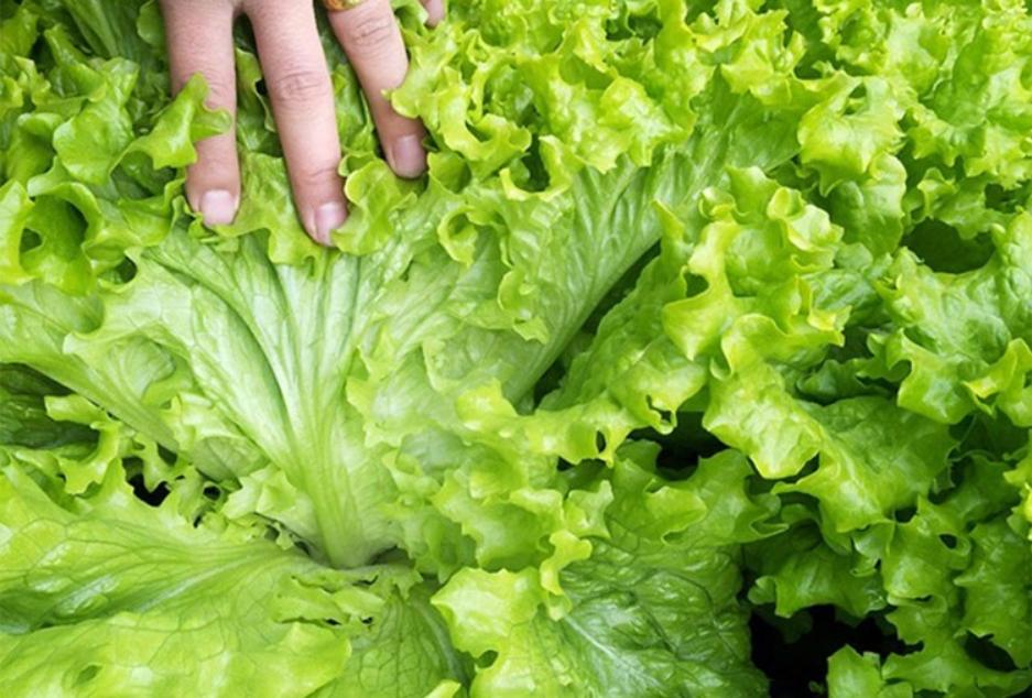 Why do your potted lettuce have less seedlings?Growth is poor, you may ...