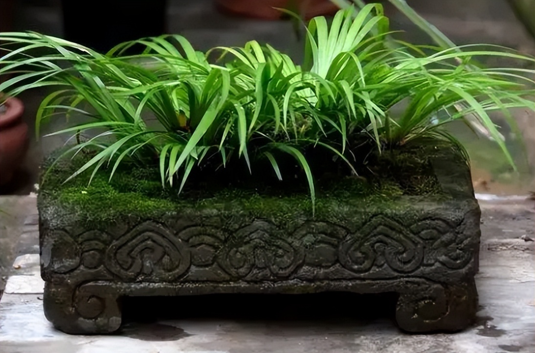 Why do we hang calamus on the Dragon Boat Festival?Is there anything to ...