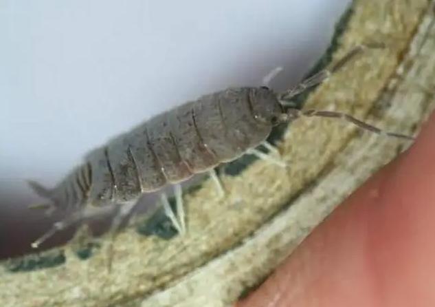 How to get rid of meat worms completely - iNEWS