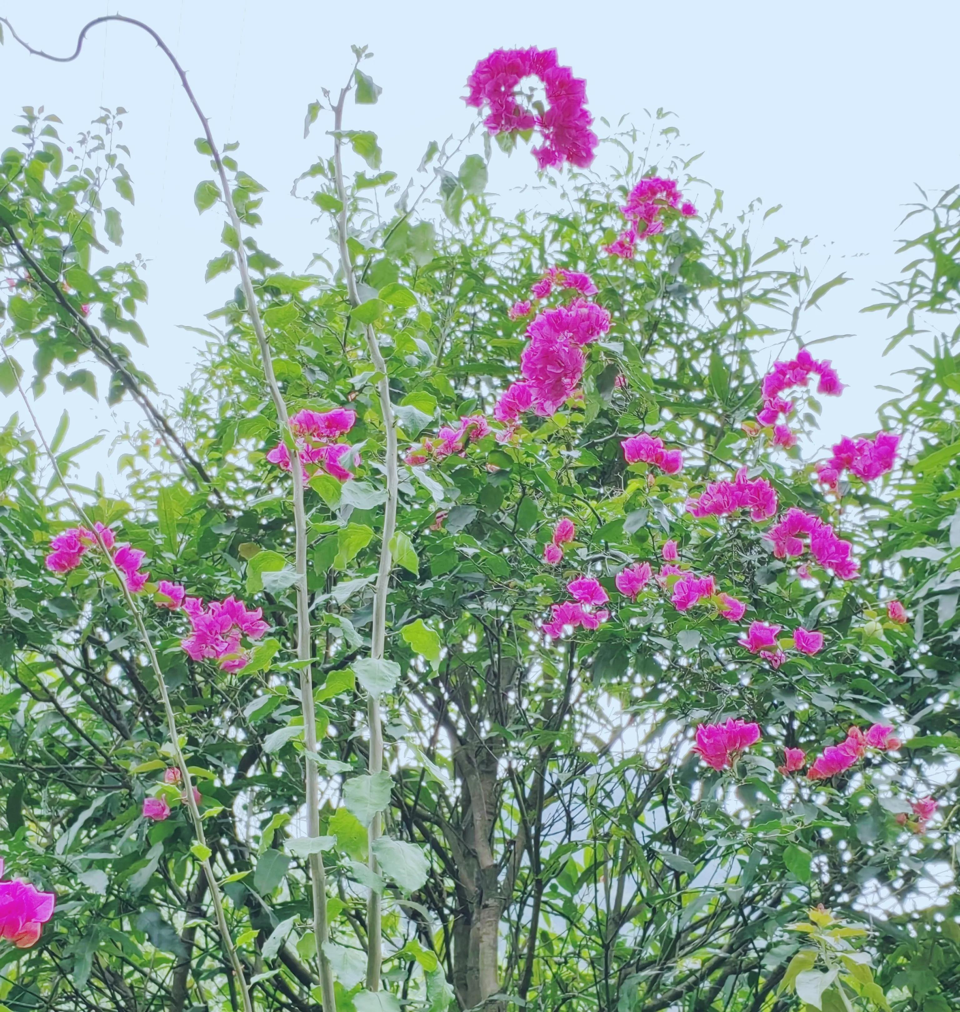 Who is so affectionate and tolerant (Solar Eclipse Verse 36) - iMedia