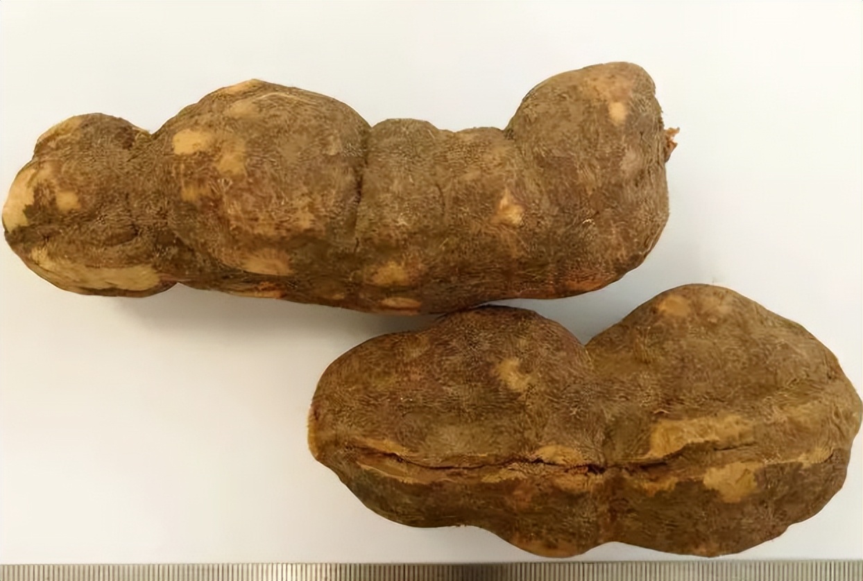 Take you to identify Polygonum multiflorum - iNEWS