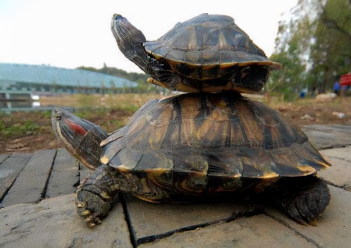 What are the five auspicious beasts? - iNEWS