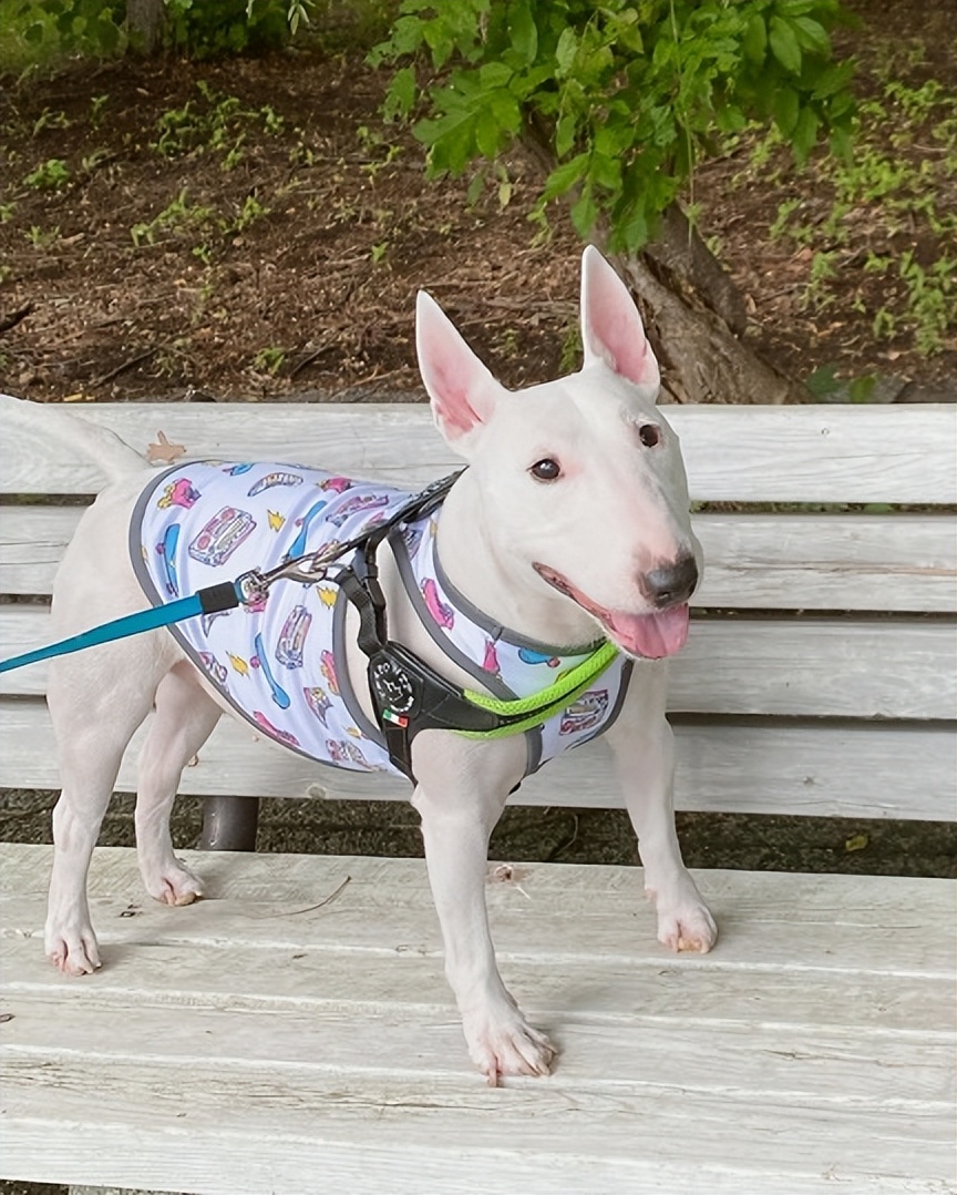 Are bull terriers aggressive towards people? pet beimeng - iNEWS