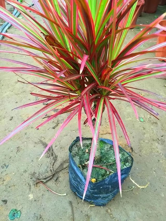 5 kinds of "colorful leaf flowers", the leaves are so beautiful, taking ...