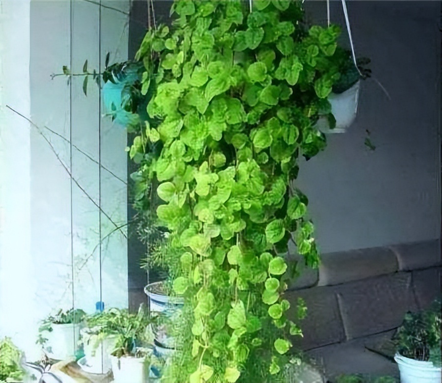 10 kinds of flowers are "very nourishing", put a few pots in the living ...