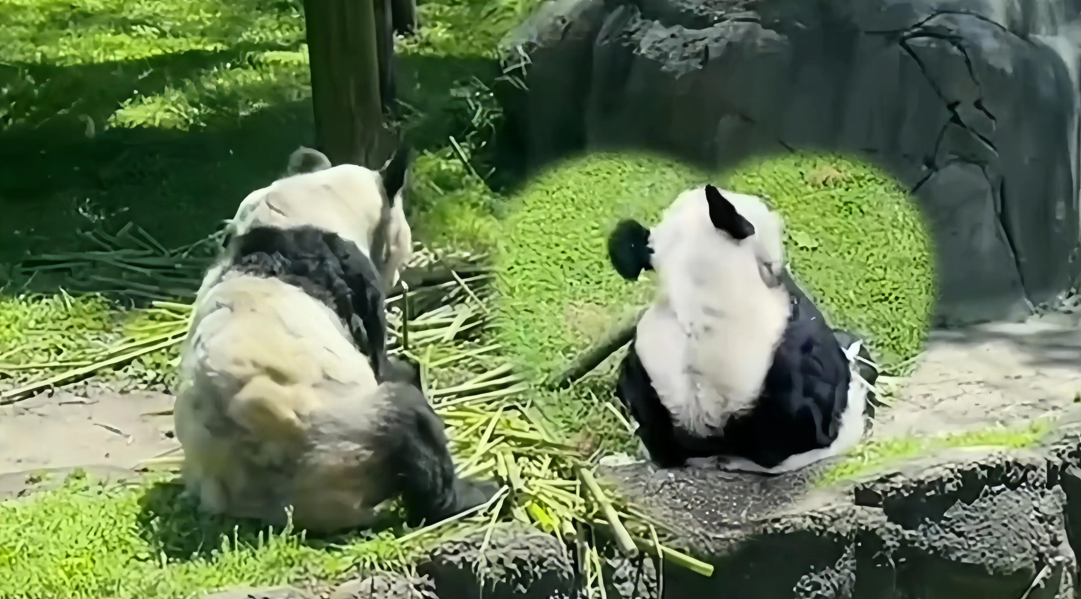 Chinese pandas are not easy to mess with! Li Daya turned into a fat man ...