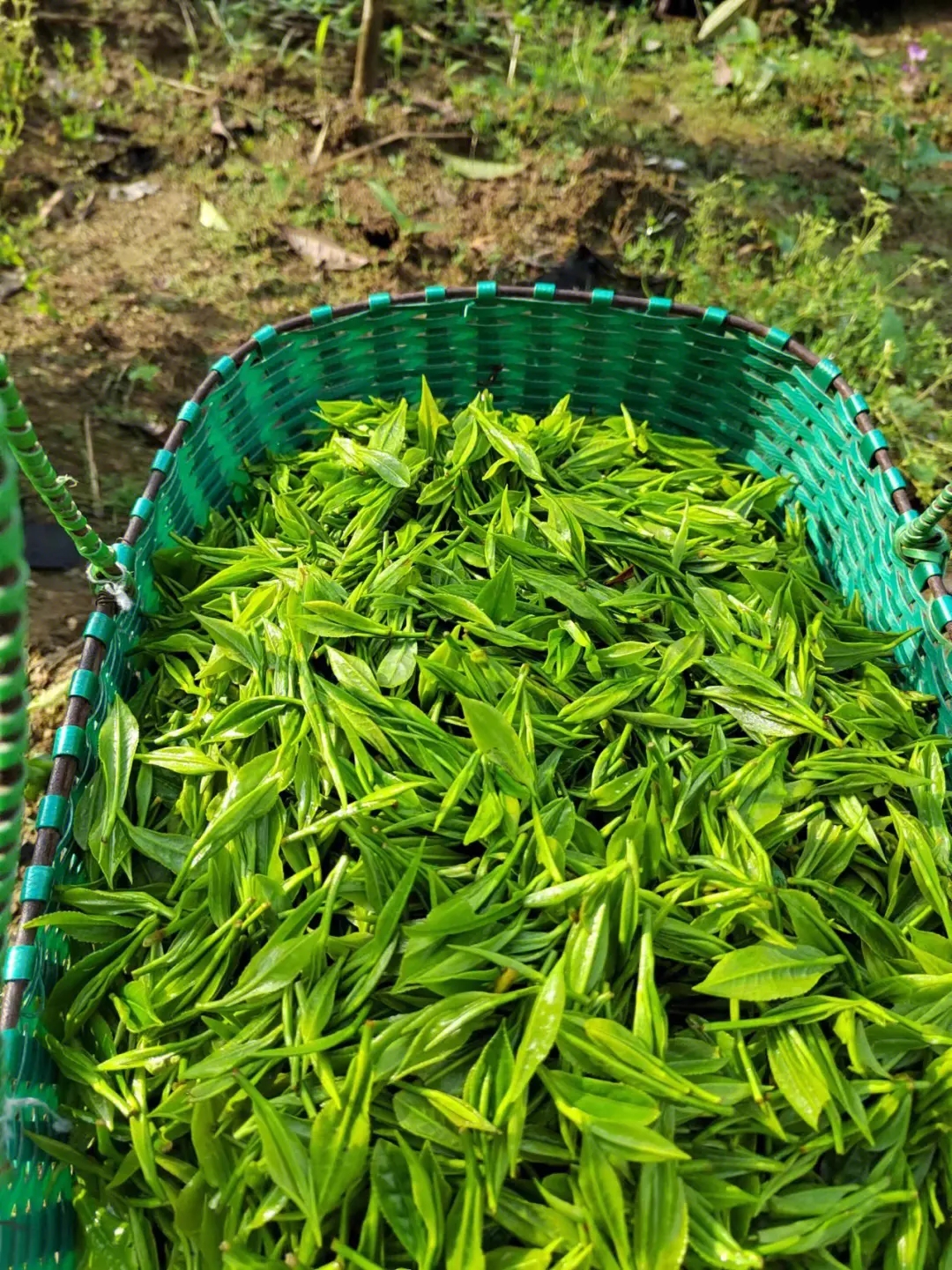 Tea Culture in the Han River Basin in Ancient Chinese Tea Books - iNEWS