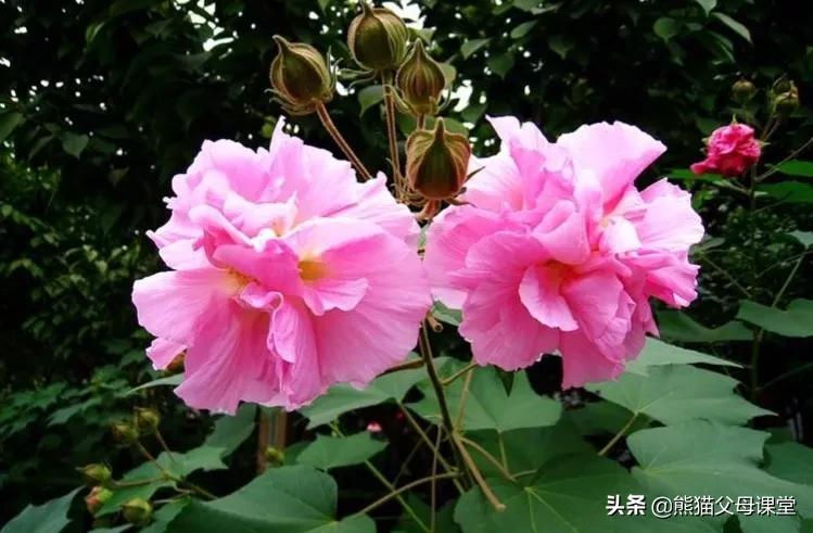 The Beautiful Legend of Hibiscus Flower God - iNEWS