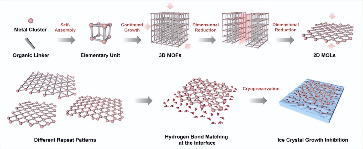 "Dimensionality reduction strategy" to construct red blood cell anti ...