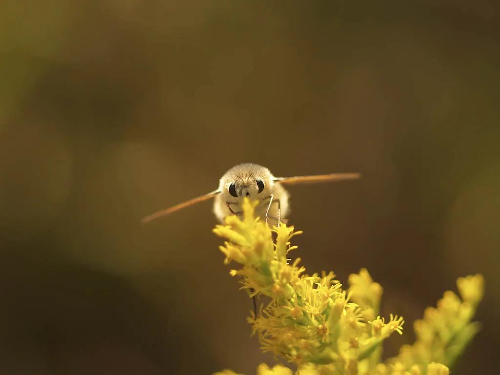 The little bee that looks like a cartoon is actually... - iNEWS