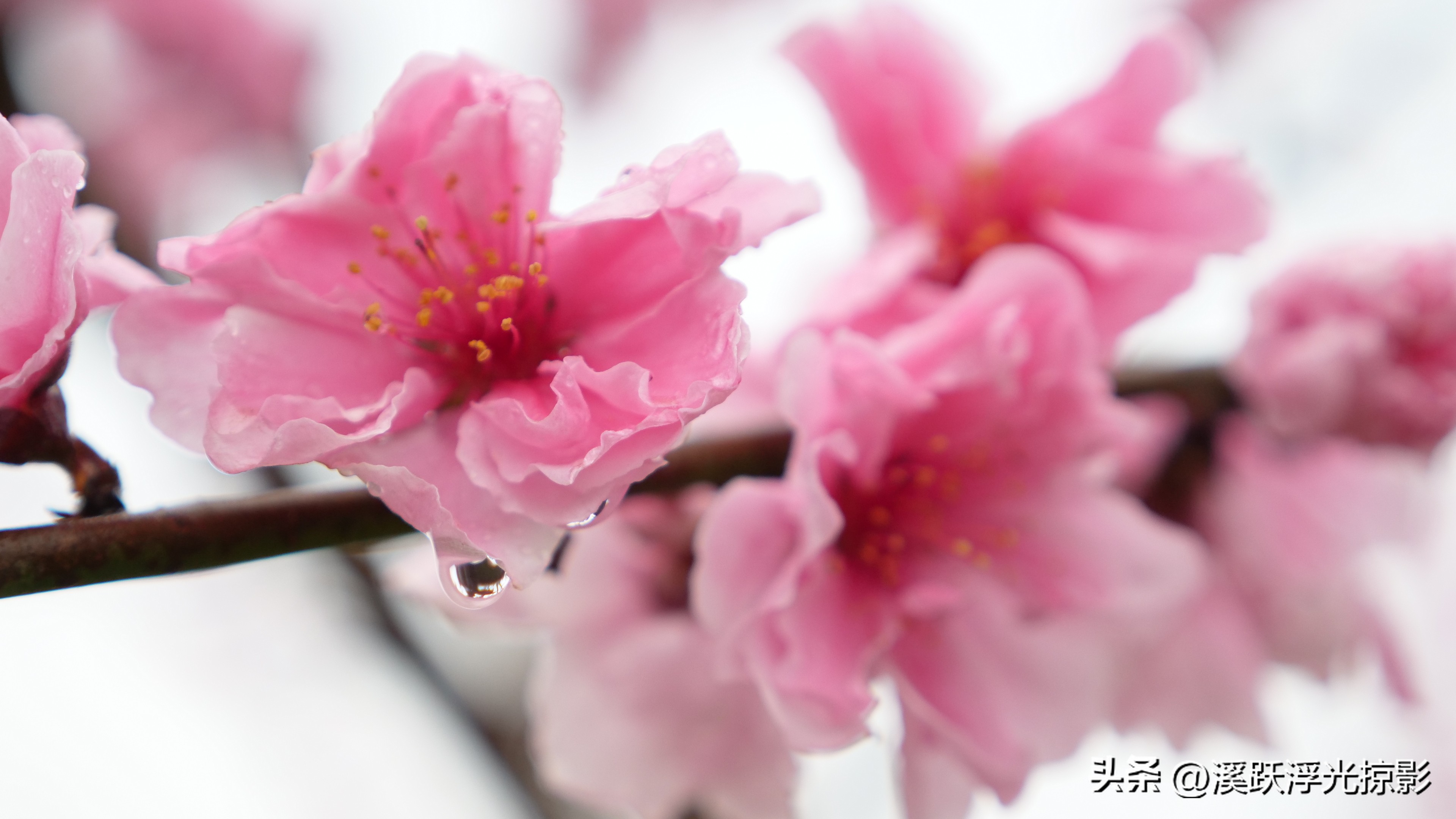 Photography is poisonous, it makes people painful and happy!Don't go ...
