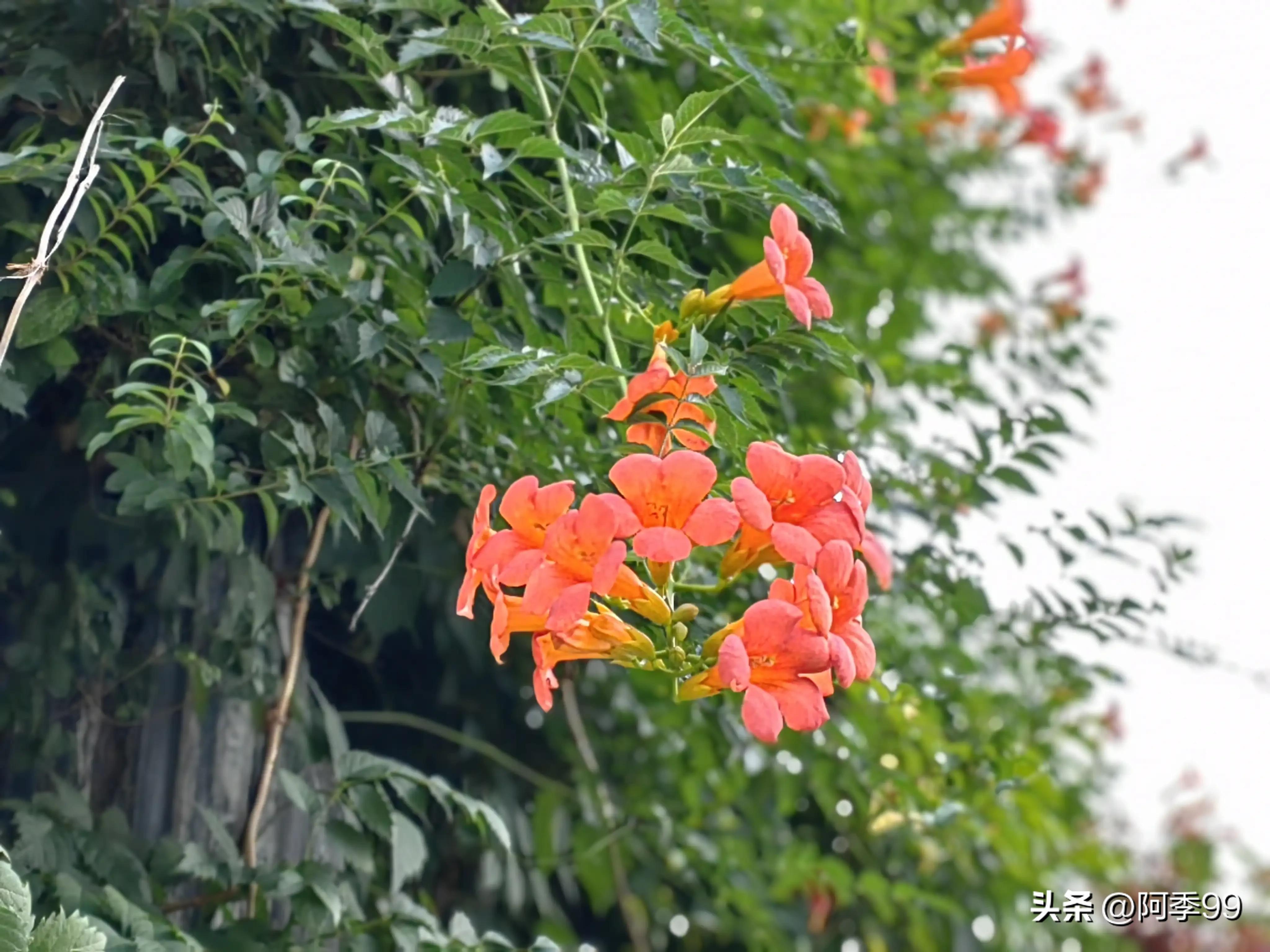 Summer Inflorescence: Ling Xiao (S1) - iNEWS