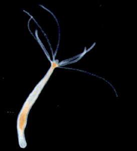 This animal can be rejuvenated, what kind of magical code has it left ...