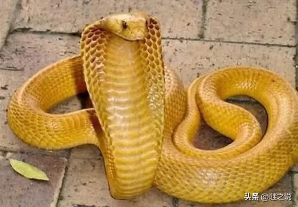 Why can the sinister snake become the human zodiac?It first appeared ...