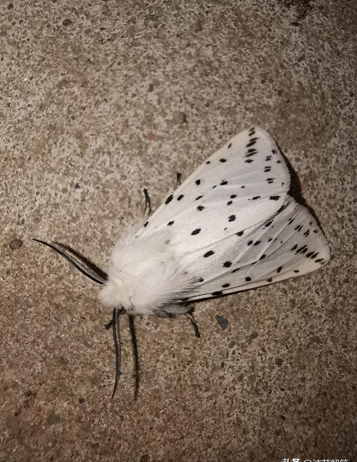 Win with cleverness! Get rid of annoying little moths! - iMedia
