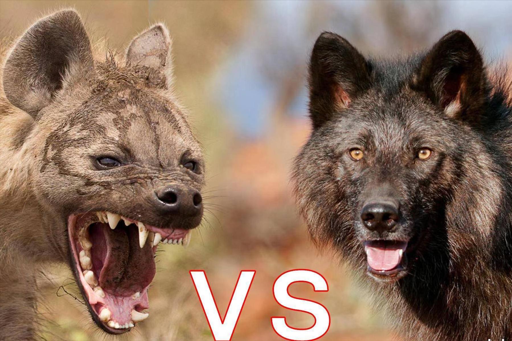 Spotted hyenas and North American gray wolves singled out, who has a ...