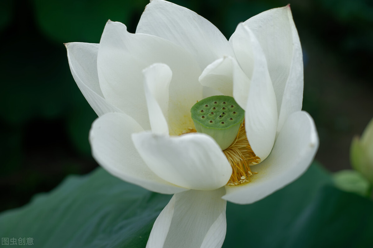 "Geng Leu Zi" He Xiang hides love in poetry - iNEWS