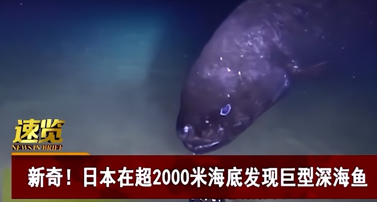 Rare giant deep-sea fish discovered in Japan, but experts say it will ...