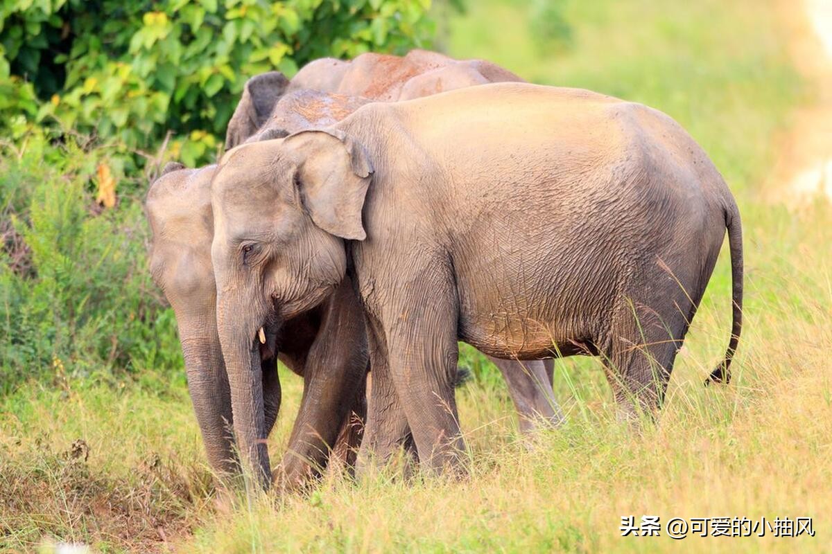 The ten cutest and most special animals in the world (bar)! - iNEWS