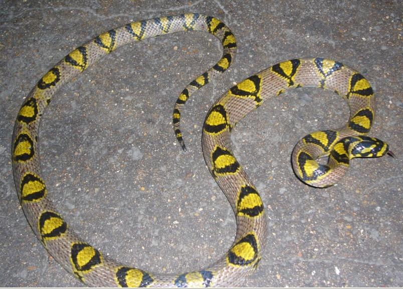 Top ten non-venomous snakes in the world - iNEWS