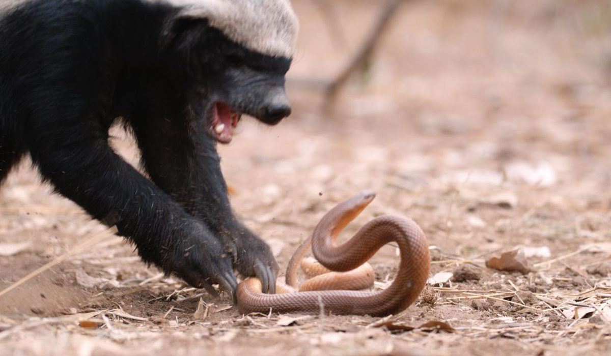 Why can the "flat-headed brother" honey badger run rampant in the ...