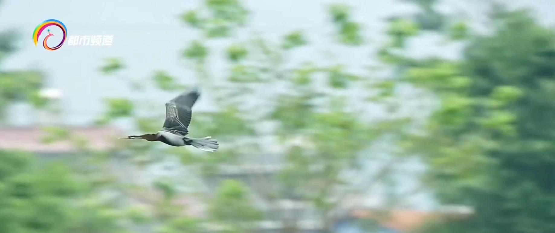 This kind of bird that swims in the water like a snake crawling is back ...