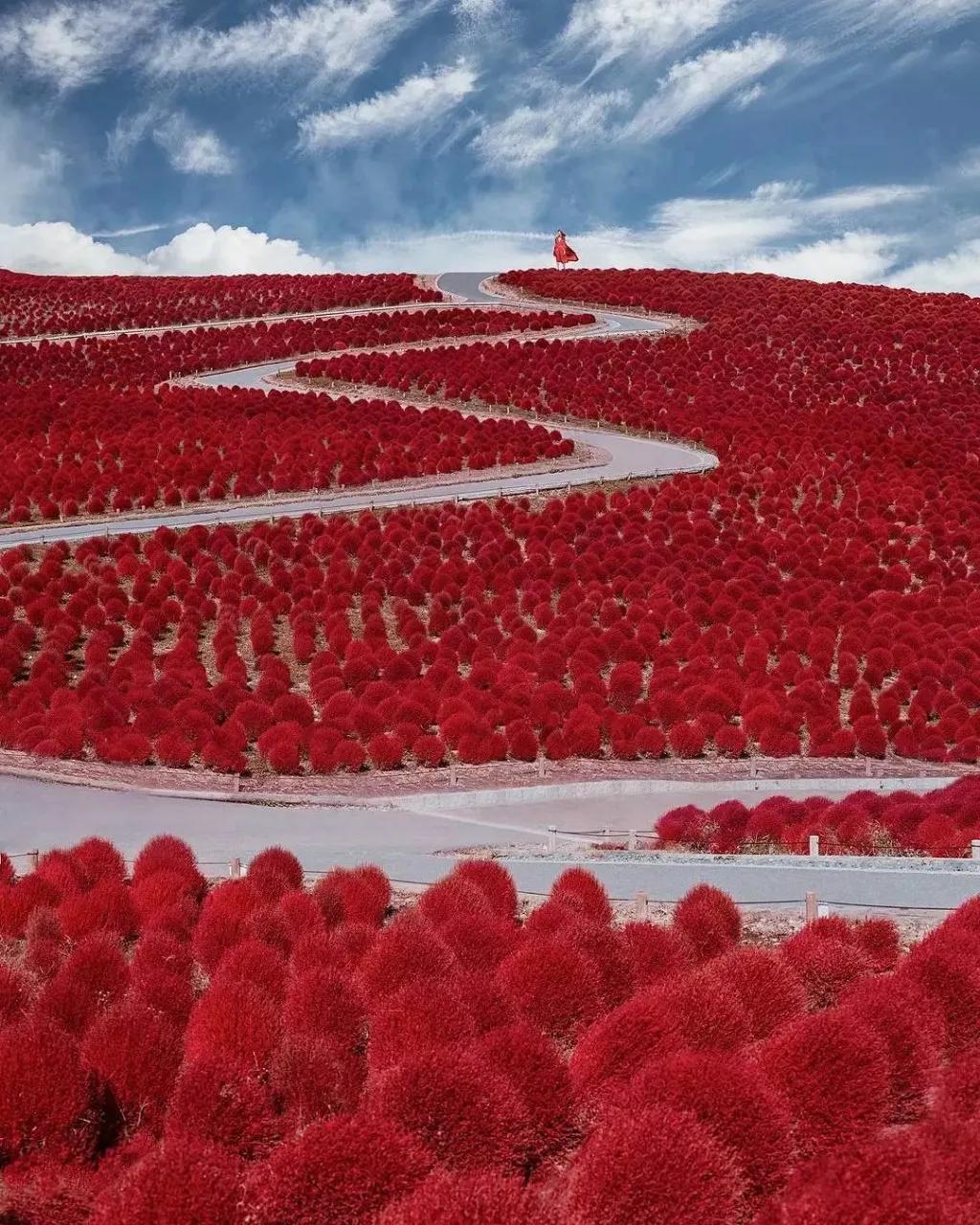 Hitachi Park, Japan - iNEWS