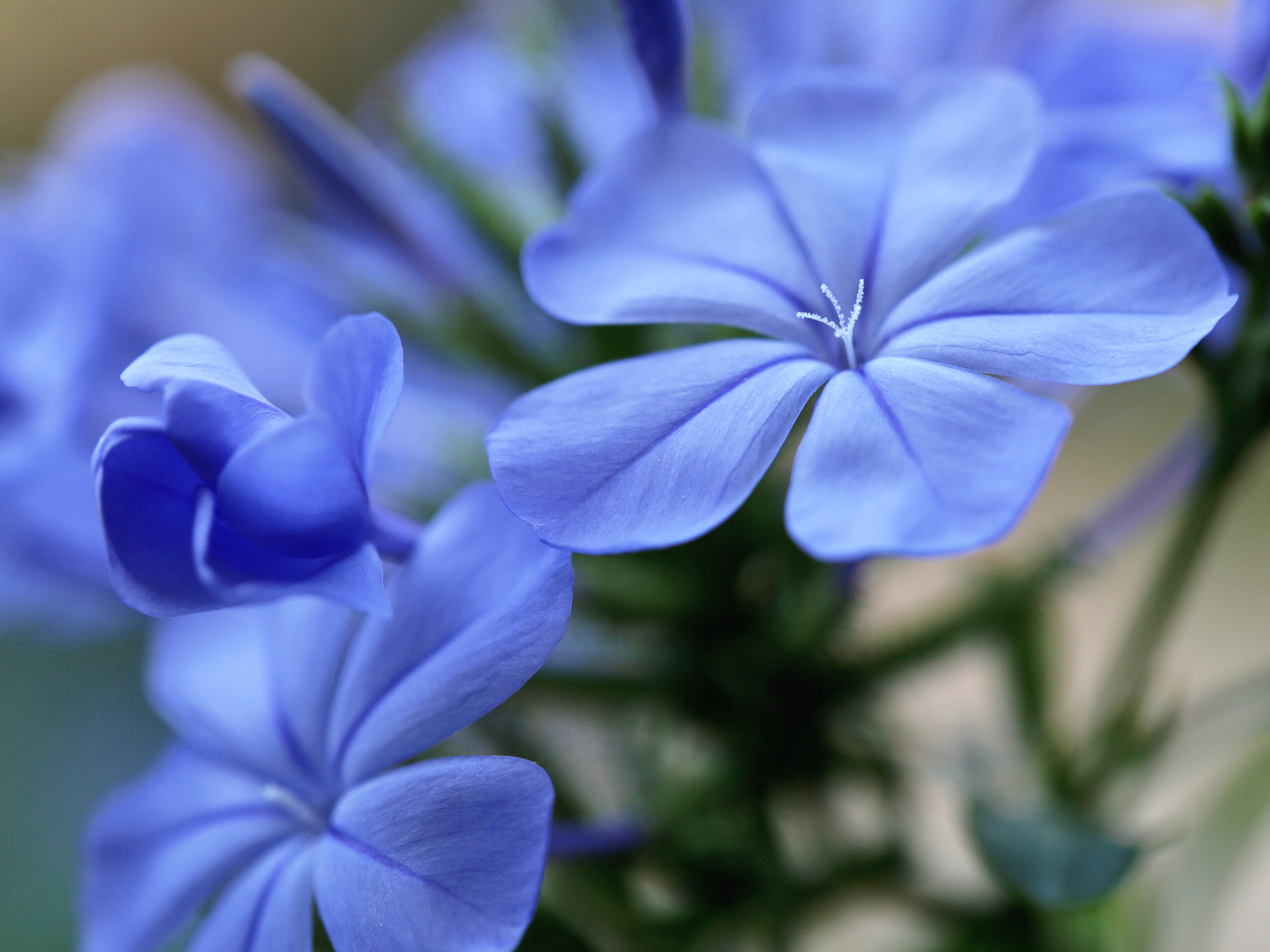 The pure color is better than the snow on the branches, the petite ...