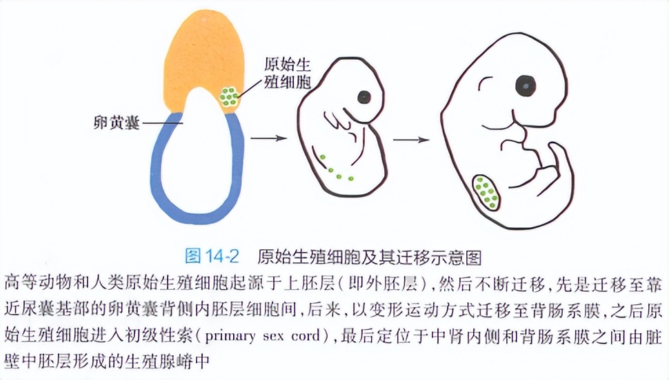 Origin and development of germ cells - iNEWS