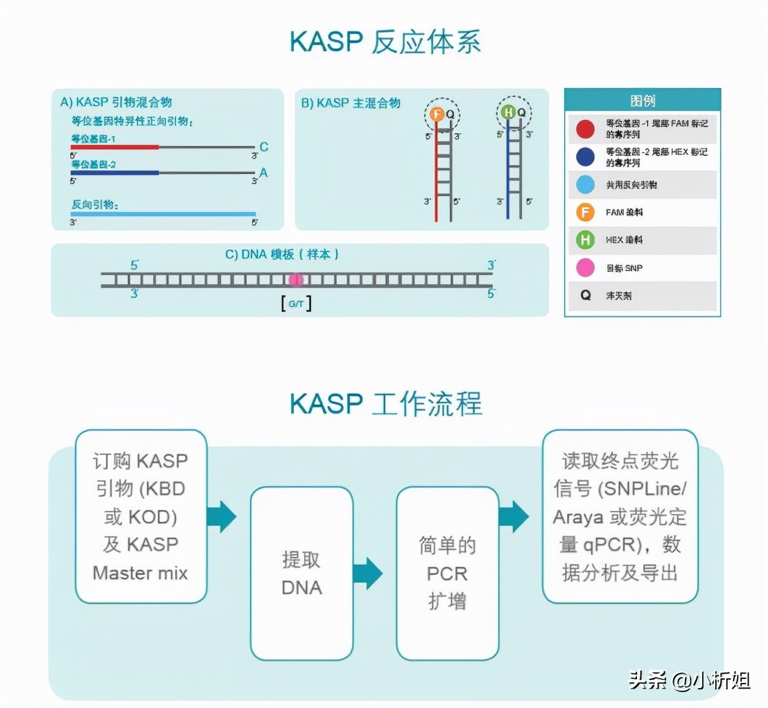 Three minutes to understand the KASP genotyping technology experiment ...