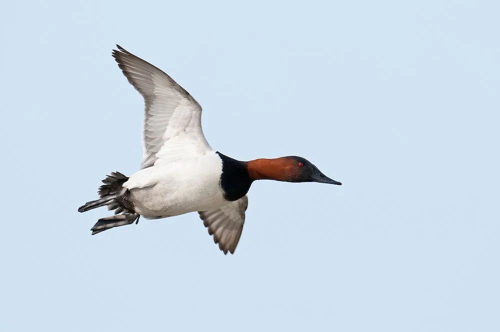 The 12 fastest flying birds in the world, two of which are on the list ...