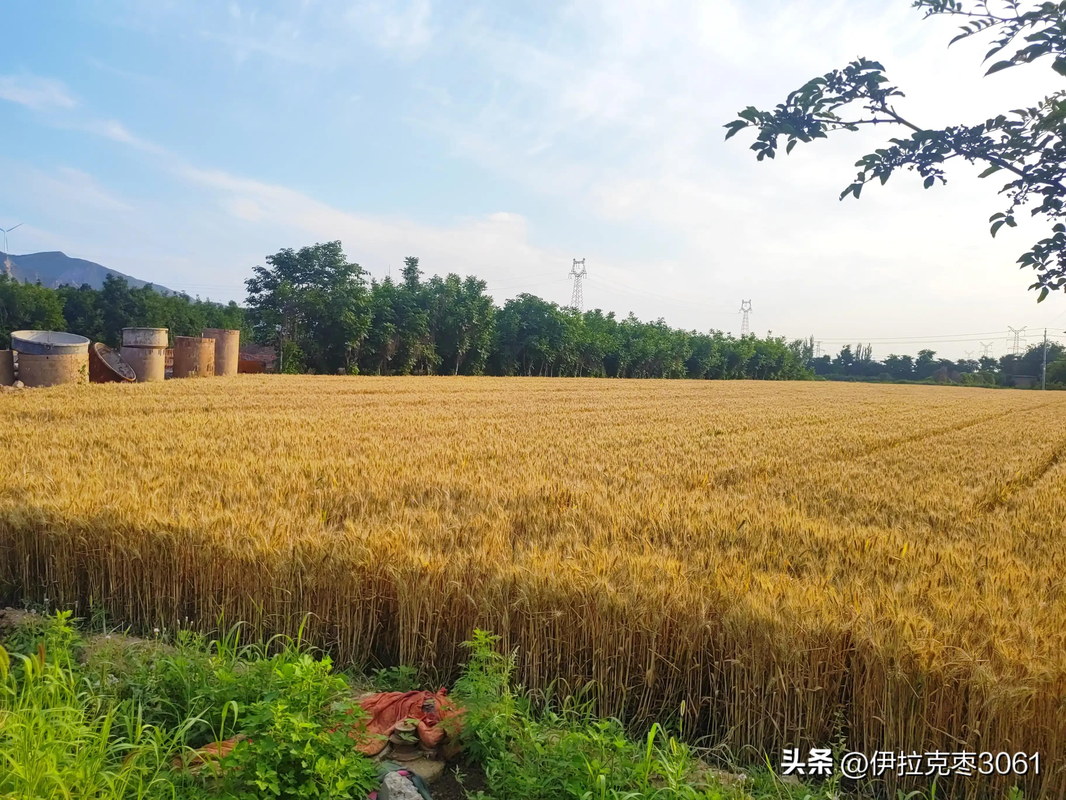 Hui Hui Cai, do you like it? - iMedia