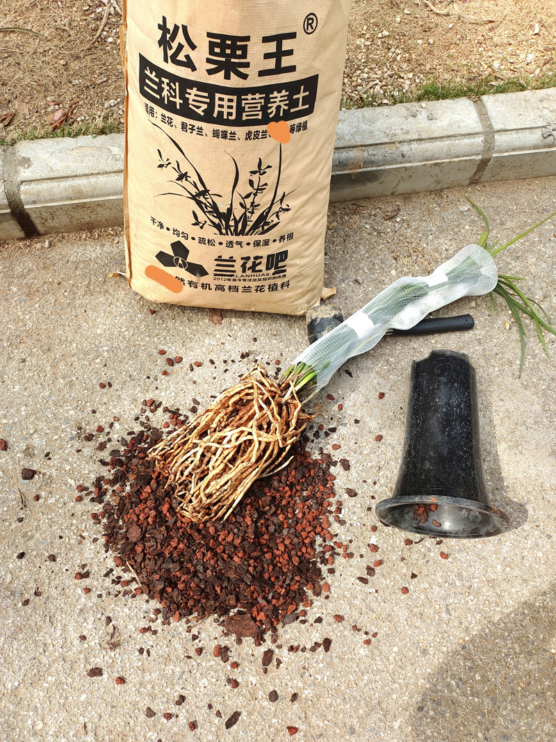 Tips for quickly potting orchids, choose original soil plant materials ...