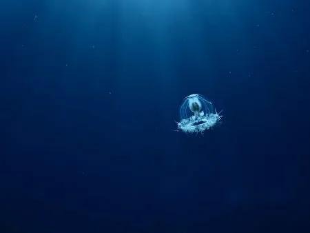 Scientists may have solved the mystery of lighthouse jellyfish ...
