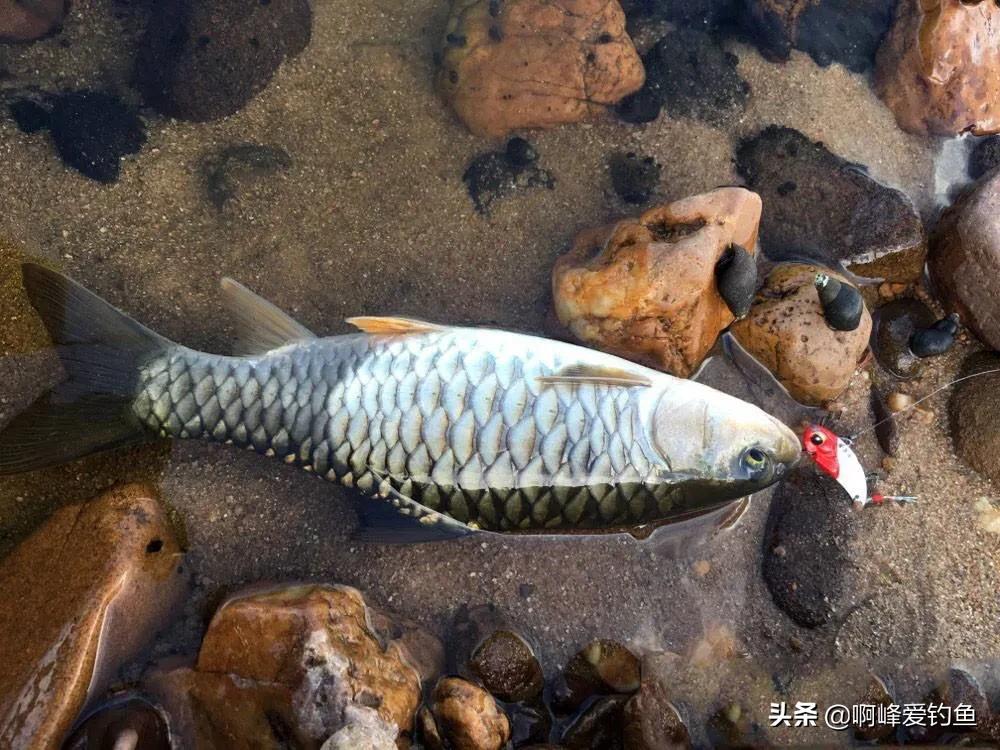 Army Fish: The Combination of Power and Beauty!The real "king of ...