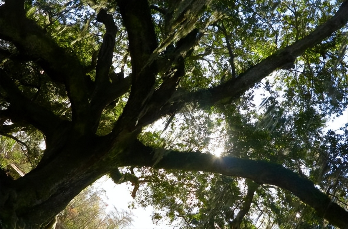 Audubon Park - The Tree of Life - iNEWS
