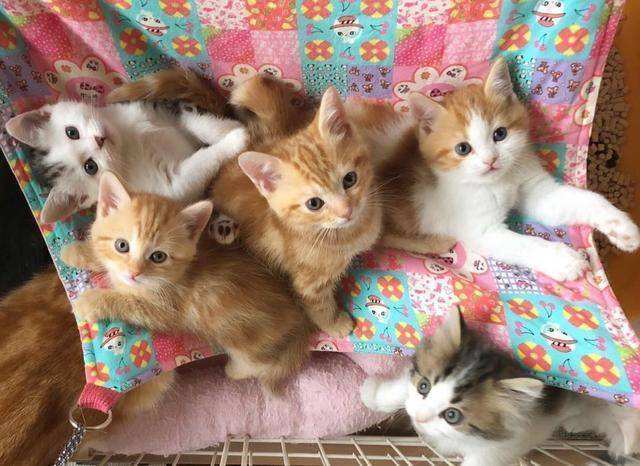 Expert cat picking skills: keep these 5 "secrets" in mind and teach you ...