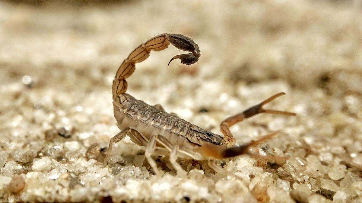 Why is the poison of the scorpion hidden in the tail? Why does it ...