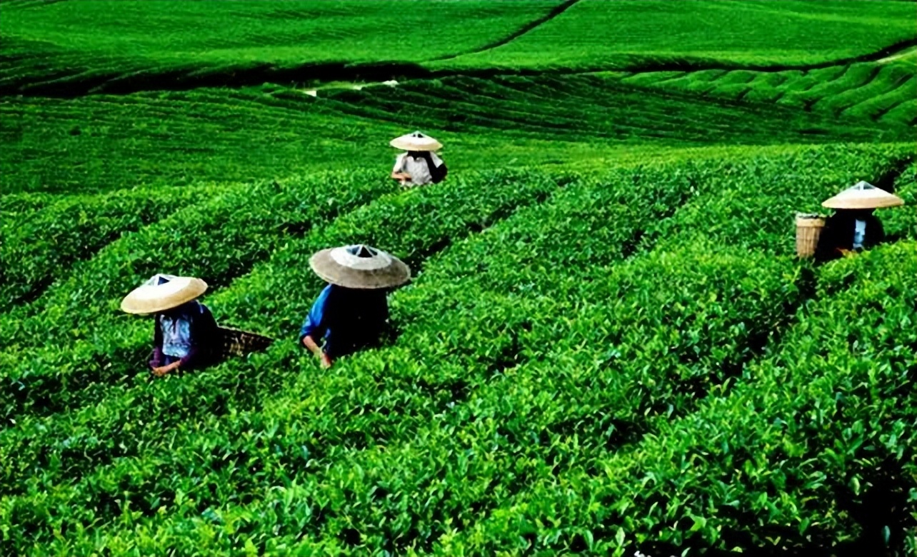 Implement the development strategy of Chinese tea industry as global ...