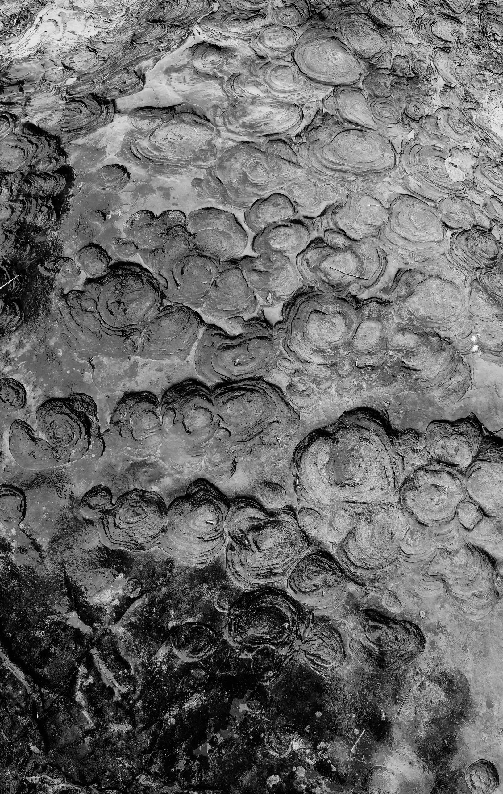 The Earliest Life on Earth_Laminated Fossils - iNEWS