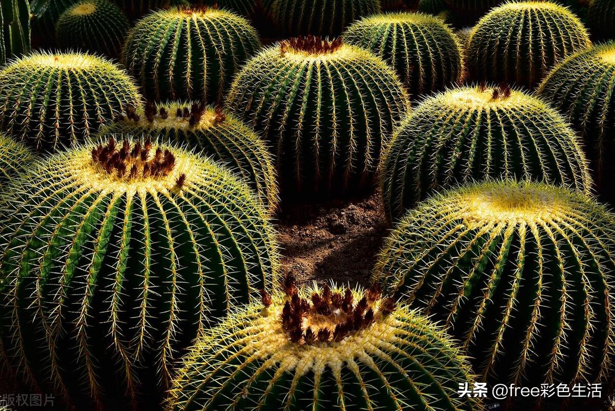 Types of cacti Cultivation and management of cacti Identification ...