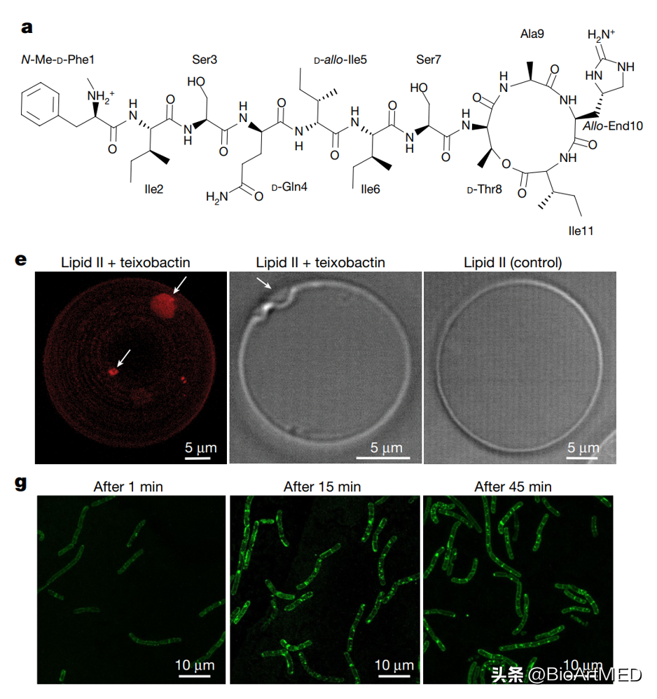 "The nemesis of super bacteria" - the dual sterilization mechanism of ...