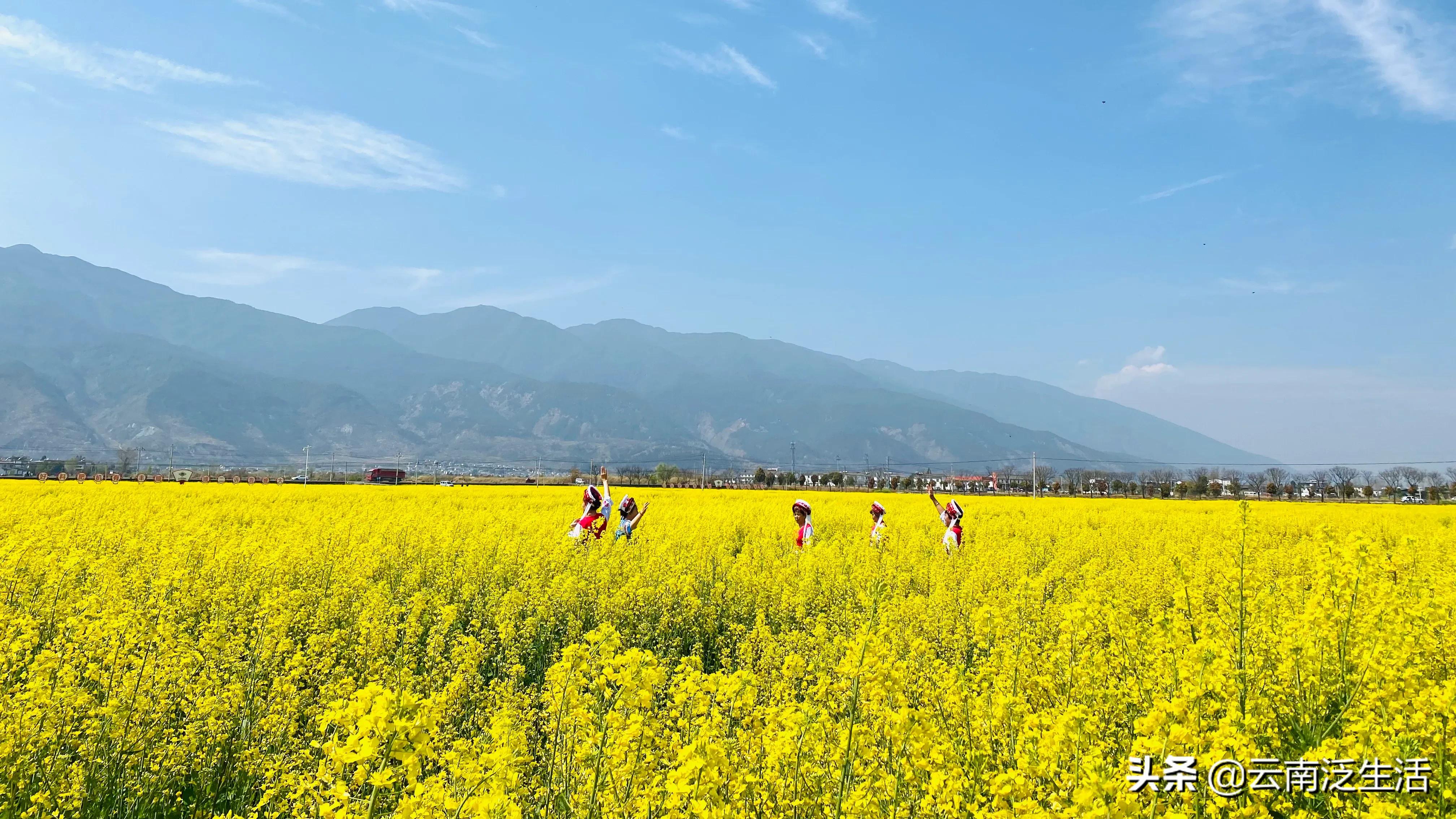 Miss and sister Yunnan flowers in a thousand manners - iNEWS