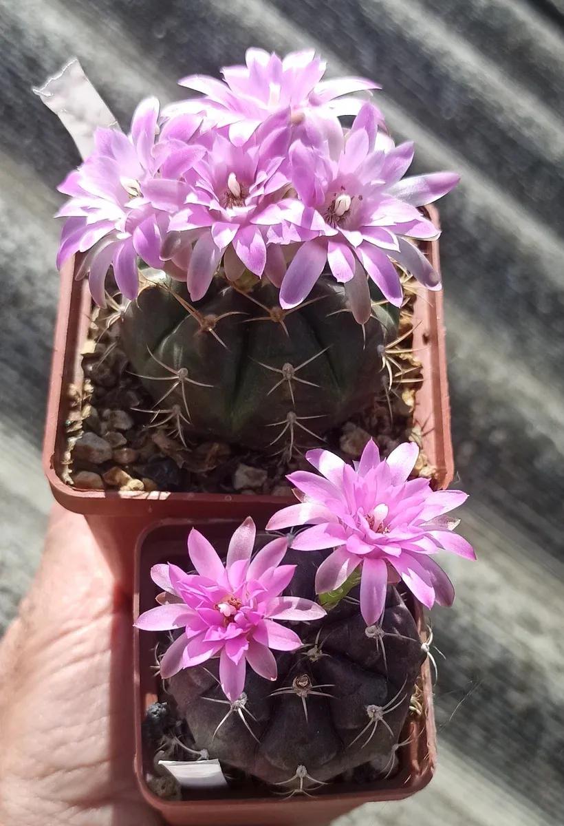 rarest cactus - iNEWS