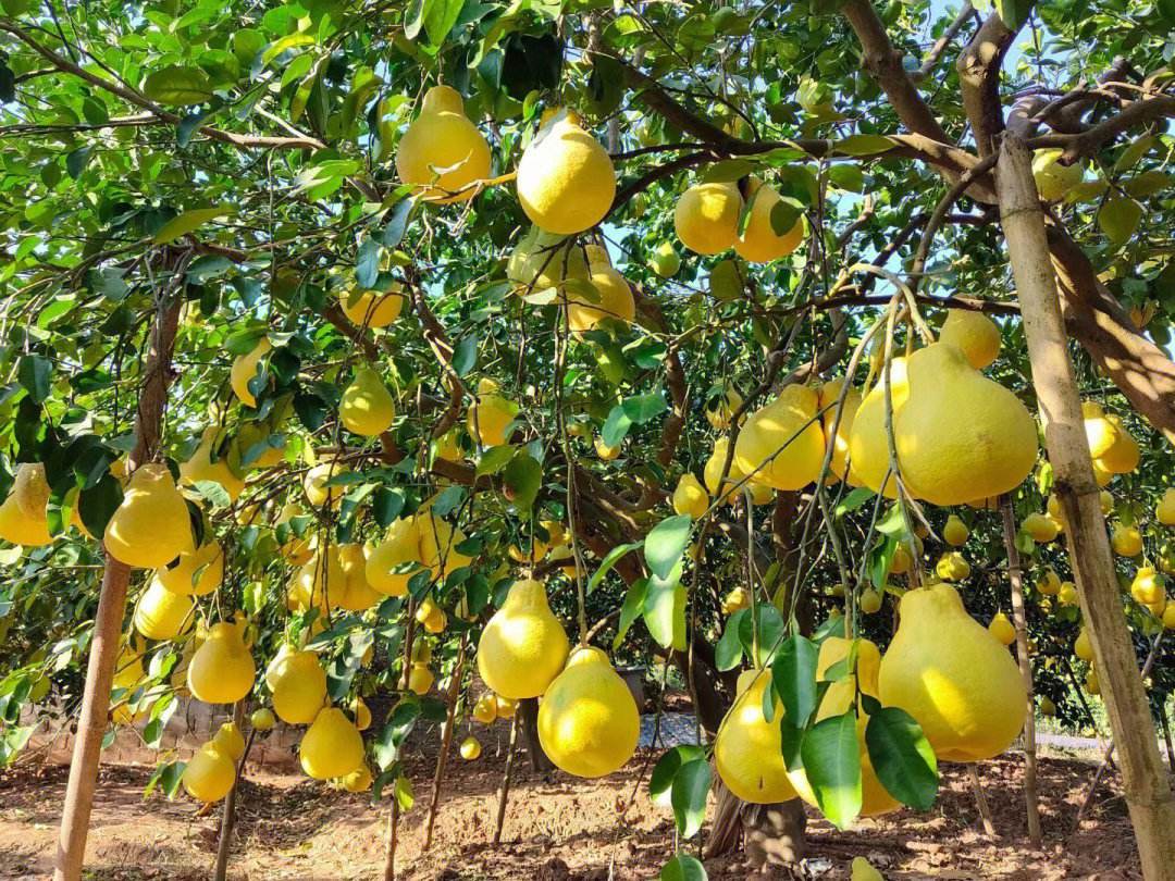 The top five rankings of the most delicious pomelo in China, see if ...